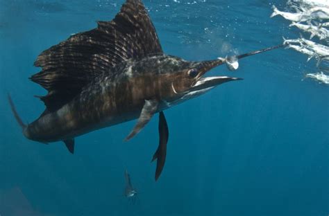 Sailfish Fact And Information Guide American Oceans