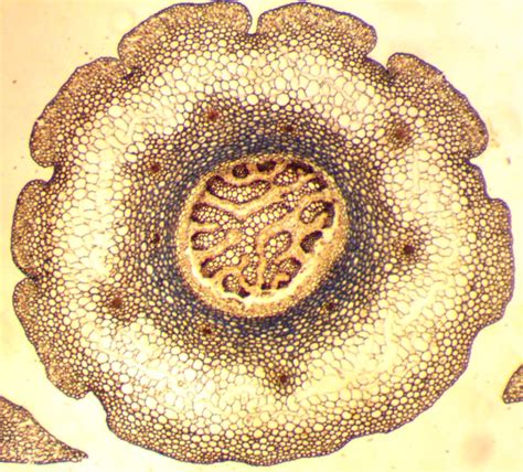 Club Moss Stem Microscopic Photography Plant Structure Fungi