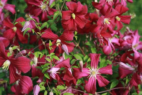 42 Types Of Clematis Plants With Pictures And Identification