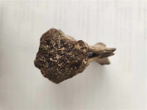 Delphinidae Member Collections The Fossil Forum