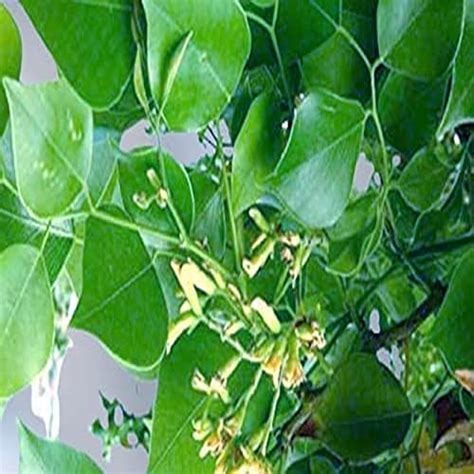 Sheesham Leaves Leaf Sissoo Shisham Sisam Natural Green Patte Rosewood Leaf 50 Gram Amazon