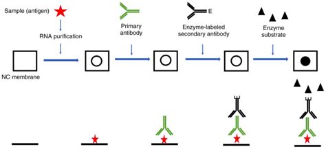 Dot Blot Assay Principle Trixyfast