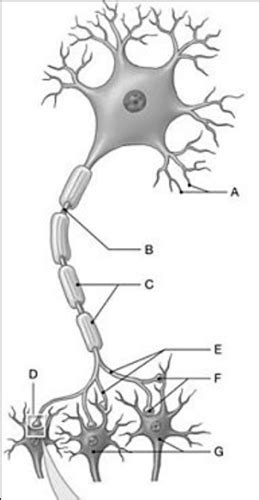 Anatomy Exam 4 Flashcards Quizlet