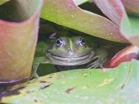 Katak Hijau Eropa Foto Gratis Di Pixabay Pixabay