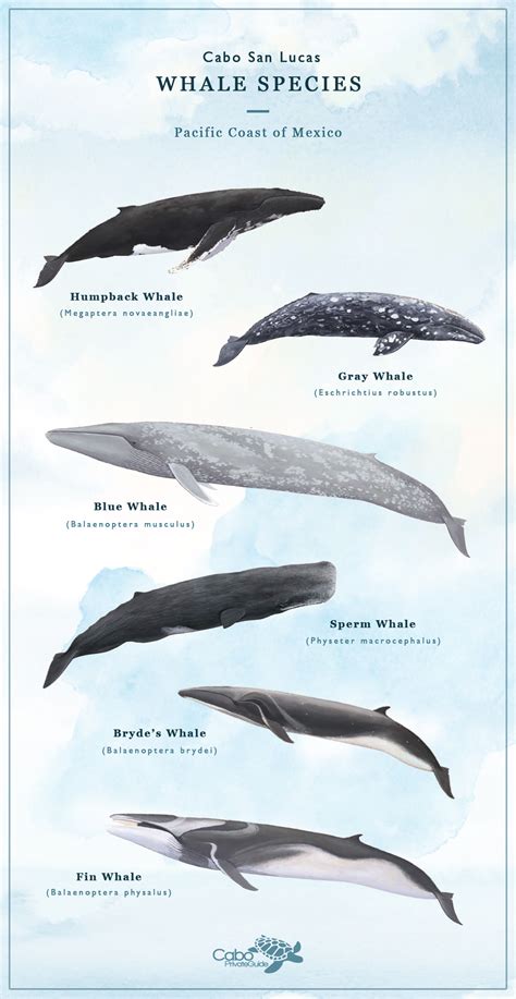 Types Of Whales