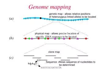 PPT GENOME MAPPING PowerPoint Presentation Free Download ID