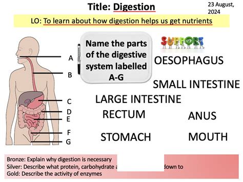 Year 8 Science Biology Digestion Teaching Resources