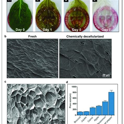 A Spinach Leaf Decellularization By Serial Chemical Treatment