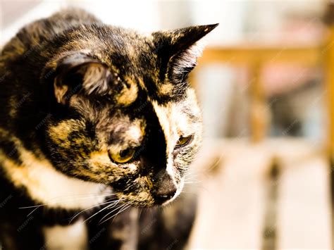 Black And White Tortoiseshell Cat