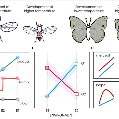 Environment Effect On Phenotype At Jill Ford Blog