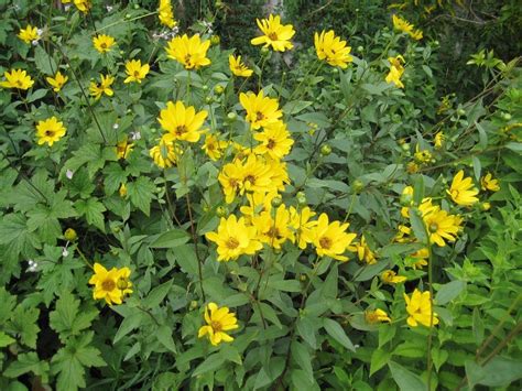 Yellow Perennial Flower Identification