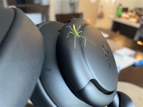 What Is This Bug R Bugidentification