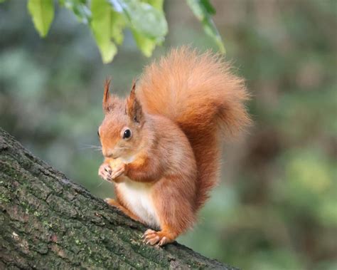 Red Squirrel Population Thriving On Isle Of Wight And