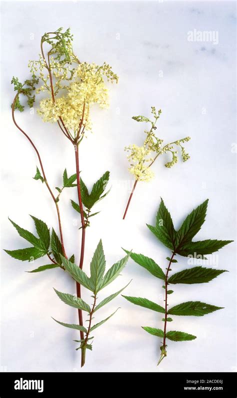 Meadowsweet View Of The Leaves And Flowers Of The Medicinal Herb