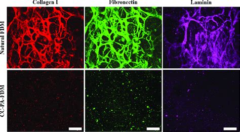 Immunofluorescence Tissue Staining Xncns