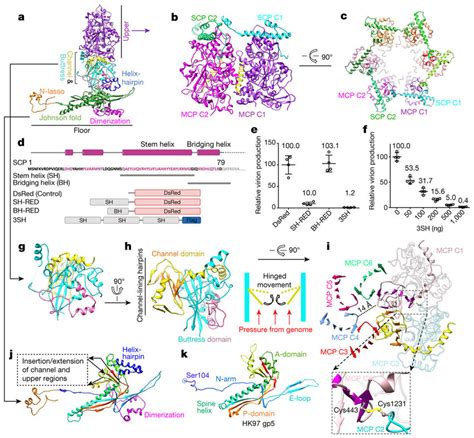 Structures Of Mcp And Scp A Domain Organization In A Hexon Mcp B C