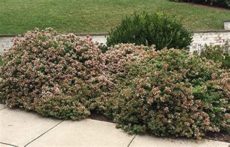 Rose Creek Abelia