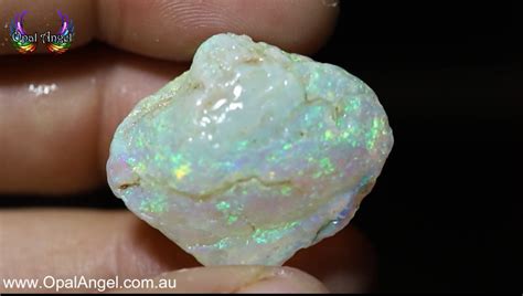 Vivid Colour 351ct Opalised Fossil Shell Opal Angel
