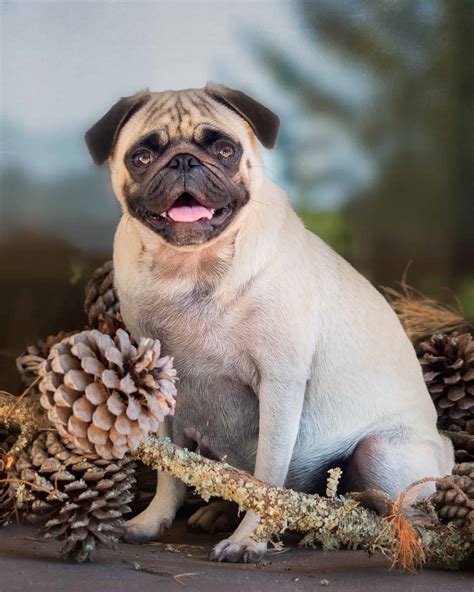 20 Pug Colors Explained With Pictures Happy Dog Breeds
