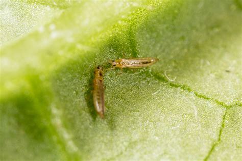 Effective Thrips Control With Predatory Mites Koppert Canada