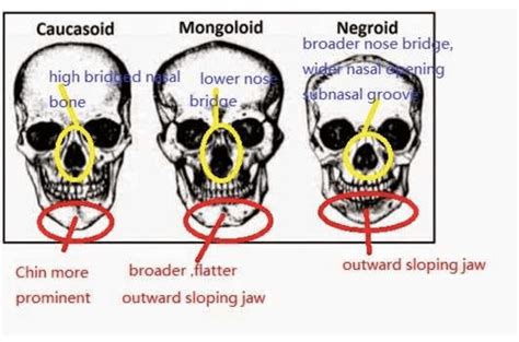 Central Asian Cranial Ridge