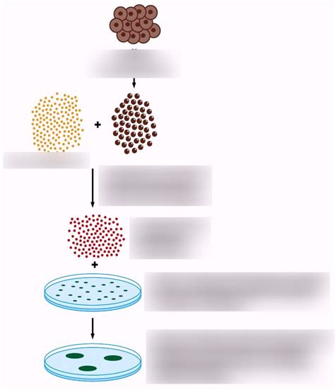 Carcinogen Test Diagram Quizlet