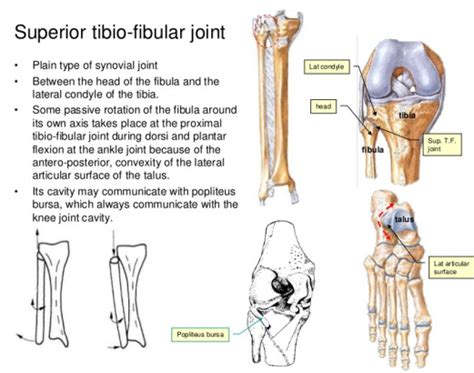 Proximal And Distal Tibiofibular Joint