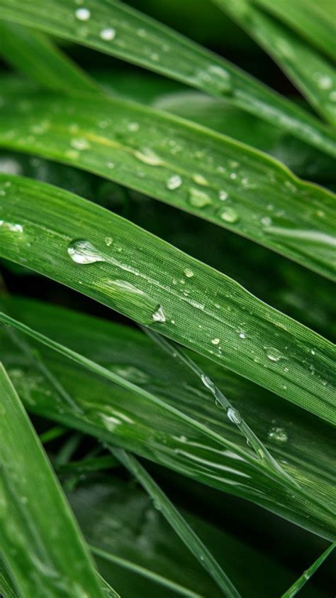 Grass Wallpaper 4k Fresh Green