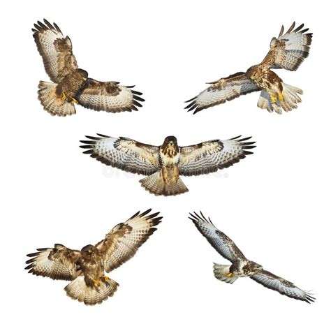 Birds Of Prey Common Buzzard Buteo Buteo Flying Hawk Bird Predatory Bird Close Up Flying