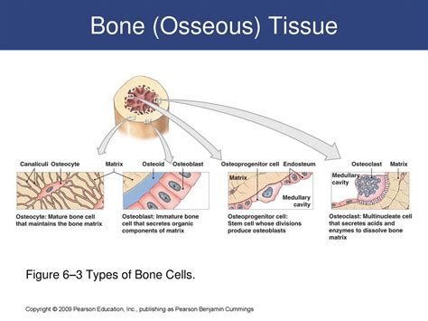 6 Osseous Tissue And Bone Structure C H A P T E R Ppt Download