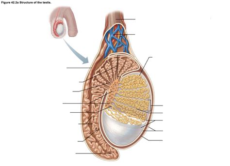 Testis Diagram Quizlet