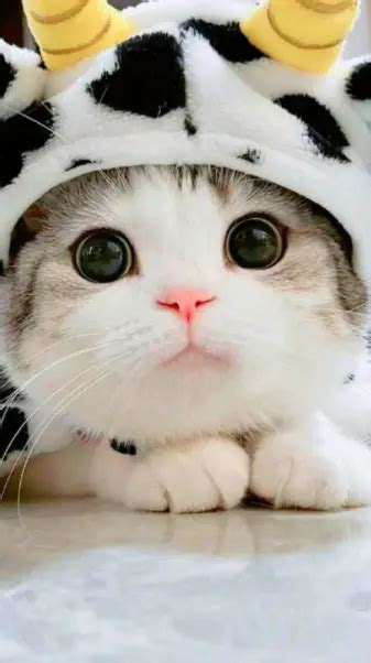 Cute Wallpaper By Pmacks Download On Zedge™ 302e