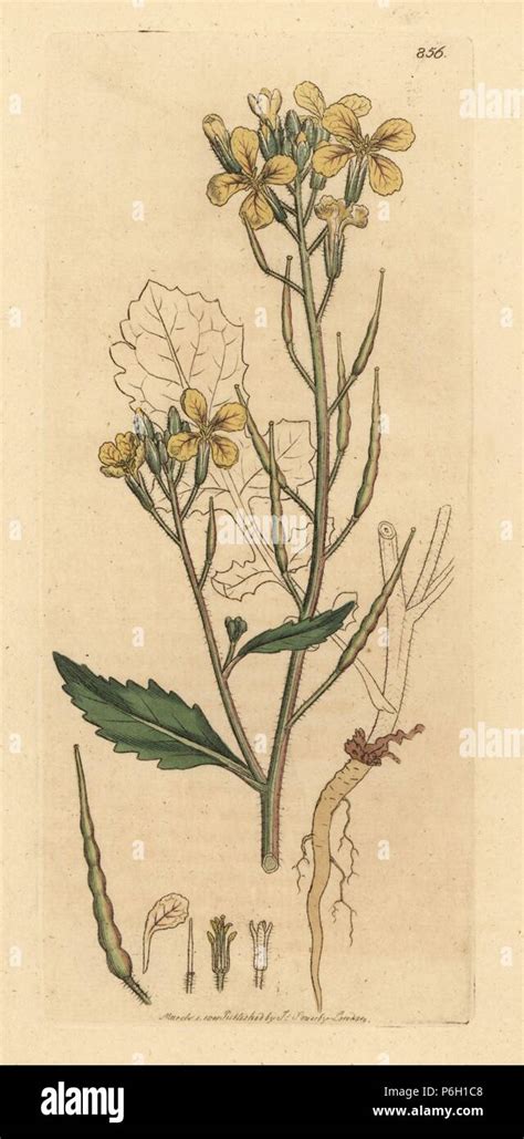 Wild Radish Or Jointed Charlock Raphanus Raphanistrum Handcoloured