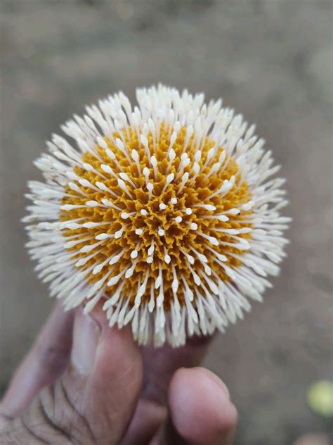 Avinash Pawar On Linkedin Natureappreciation Gratitude Dailywalks