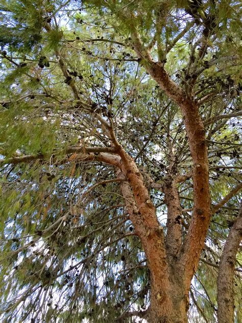 Pinus Eldarica Common Bonsai Conifer Evergreen Leaves Afghan Pine