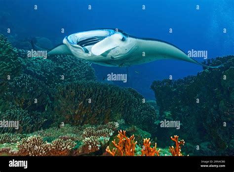 Giant Ray Reef Manta Ray Manta Alfredi Swimming Through Over Coral