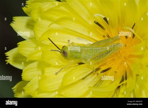 Spur Throated Grasshopper Melanoplus Sp Nymph On False Dandelion
