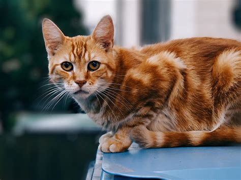 10 Facts You Did Not Know About Tabby Cats Ukpets