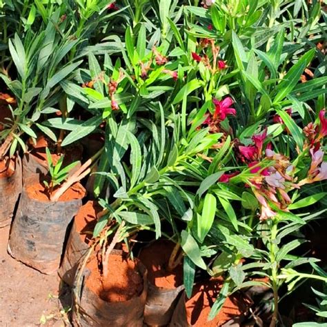 Kaner Plant Galleria Bring Home Some Green Love