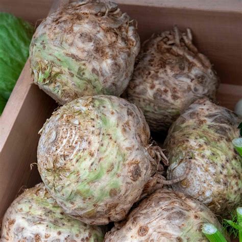 Celeriac Plants Marshalls Garden