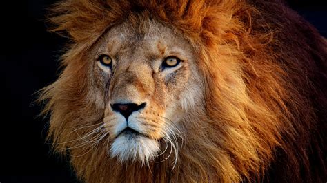 Lion Wallpaper For Laptop At Tina Kemp Blog