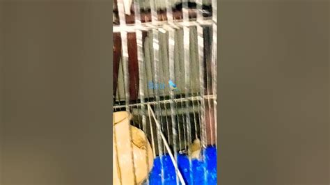 Bird 🐦 Youtube