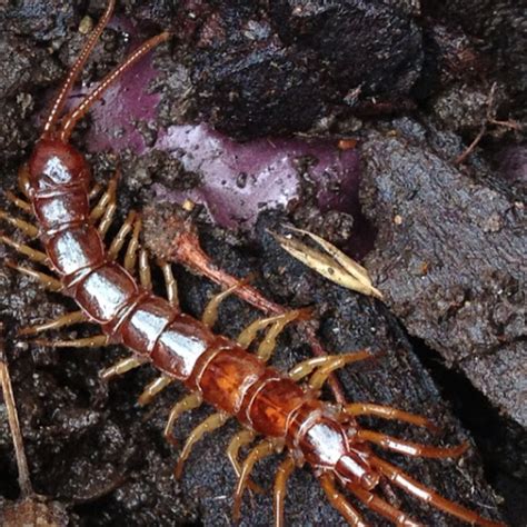 Centipede Project Noah