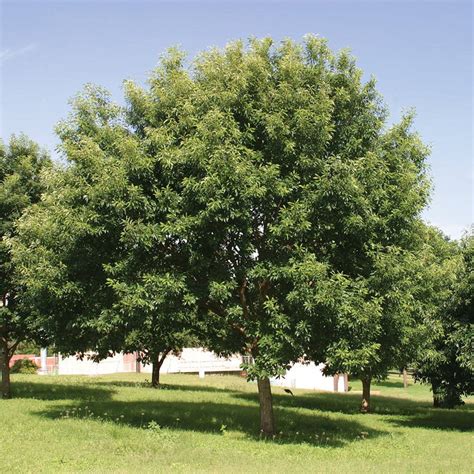 Chinquapin Oak Native Gardeners