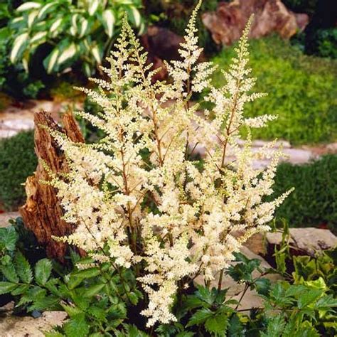 Astilbe Arendsii Irrlicht Para Venda Online Na Ue Directamente Da Holanda