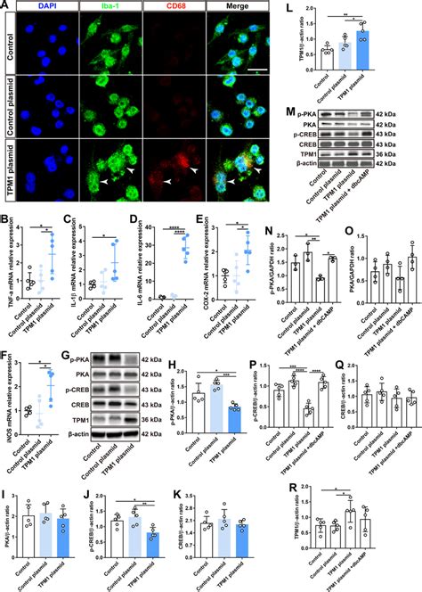 Tpm1 Induces Inflammation By Regulating The Pka Creb Pathway In Bv2