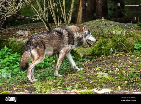 The Wolf Canis Lupus Also Known As The Grey Wolf Or Timber Wolf Is A