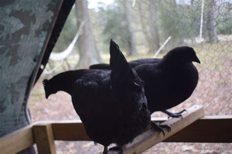 Fibro Frizzle Easter Eggers Sky Girl Farm