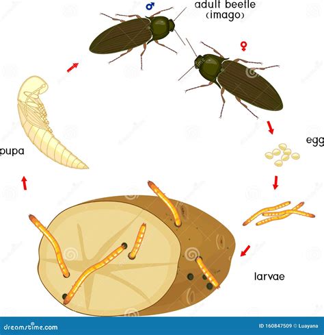 Wireworm Larva Of Click Beetle Cartoon Vector