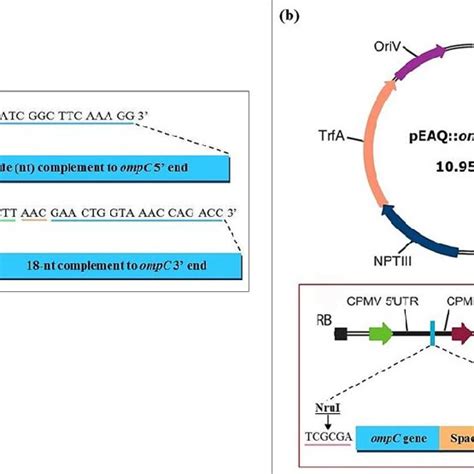 Schematic Diagrams Of A Pf1ompc And Pr1ompc Primers Designed For Ompc